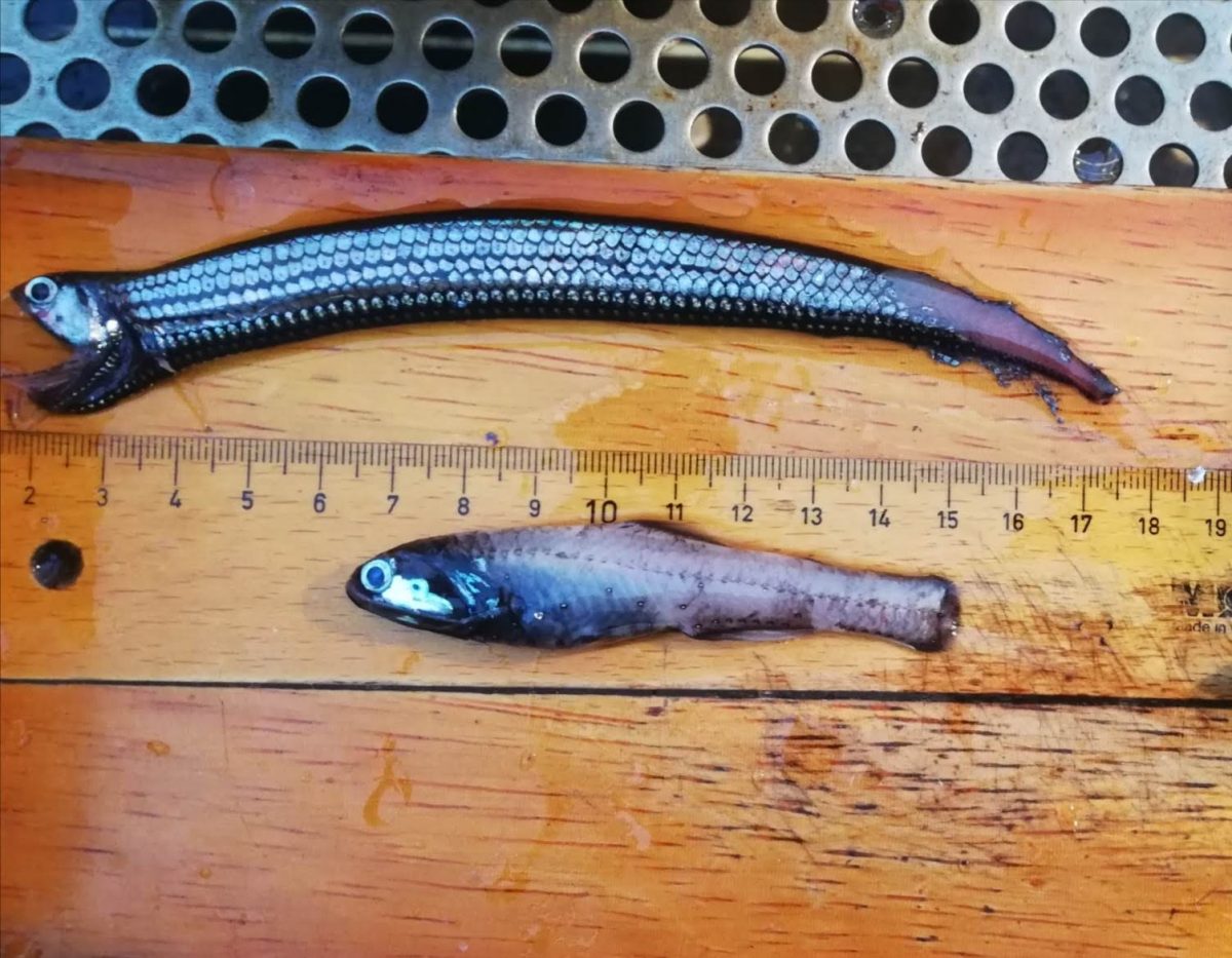 Νέα - Mesopelagic fish: Biology, Ecological role and Distribution of a ...